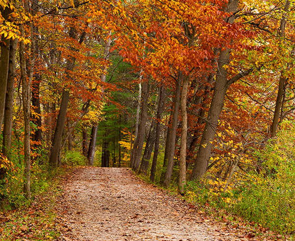 Your Ohio Fall Foliage Guide